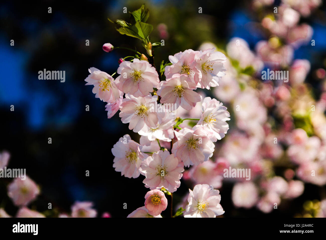 Fukushima japan cherry tree hi-res stock photography and images - Alamy