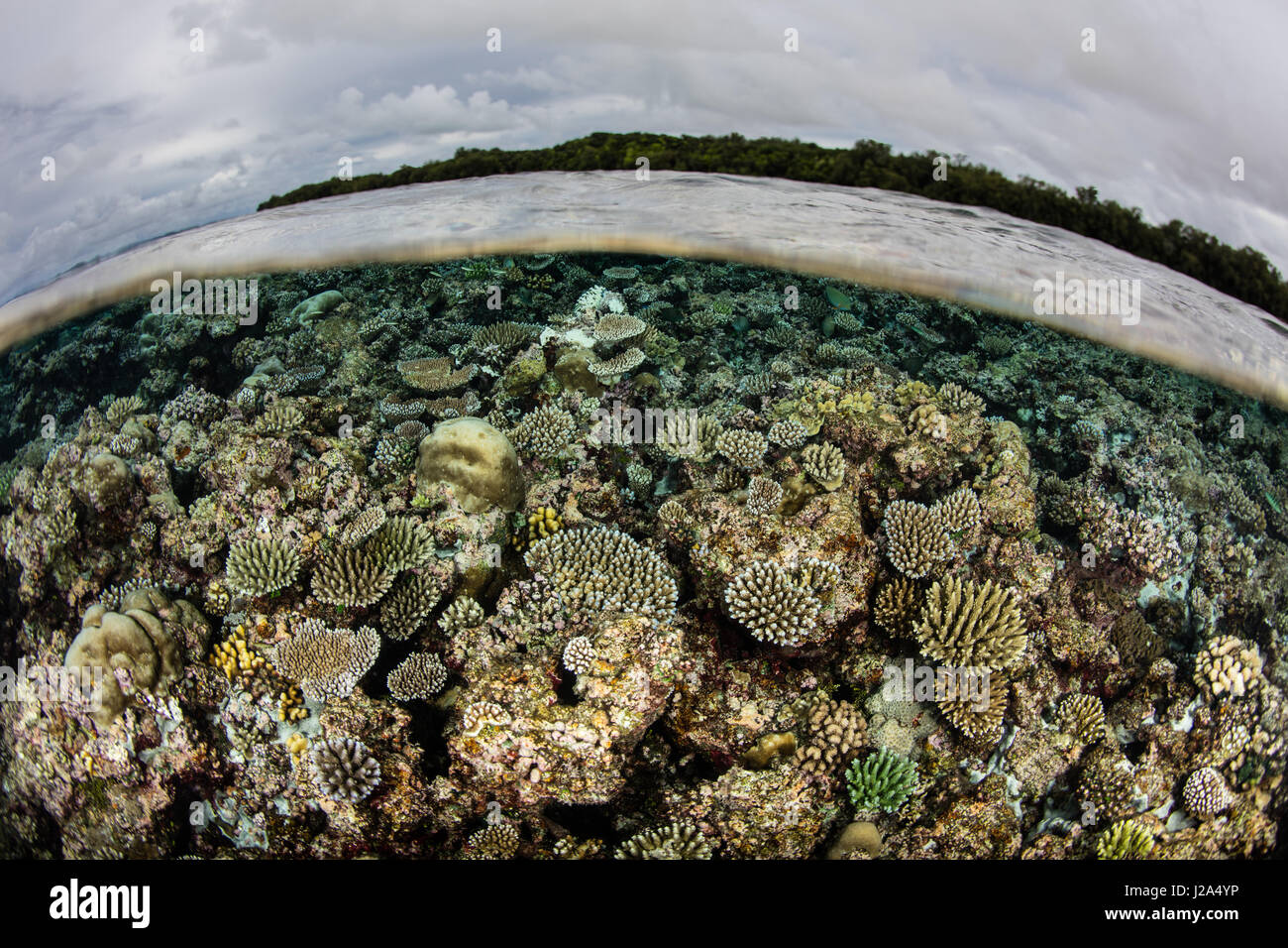 Rugged coral colonies grow on the top of a shallow plateau along the ...