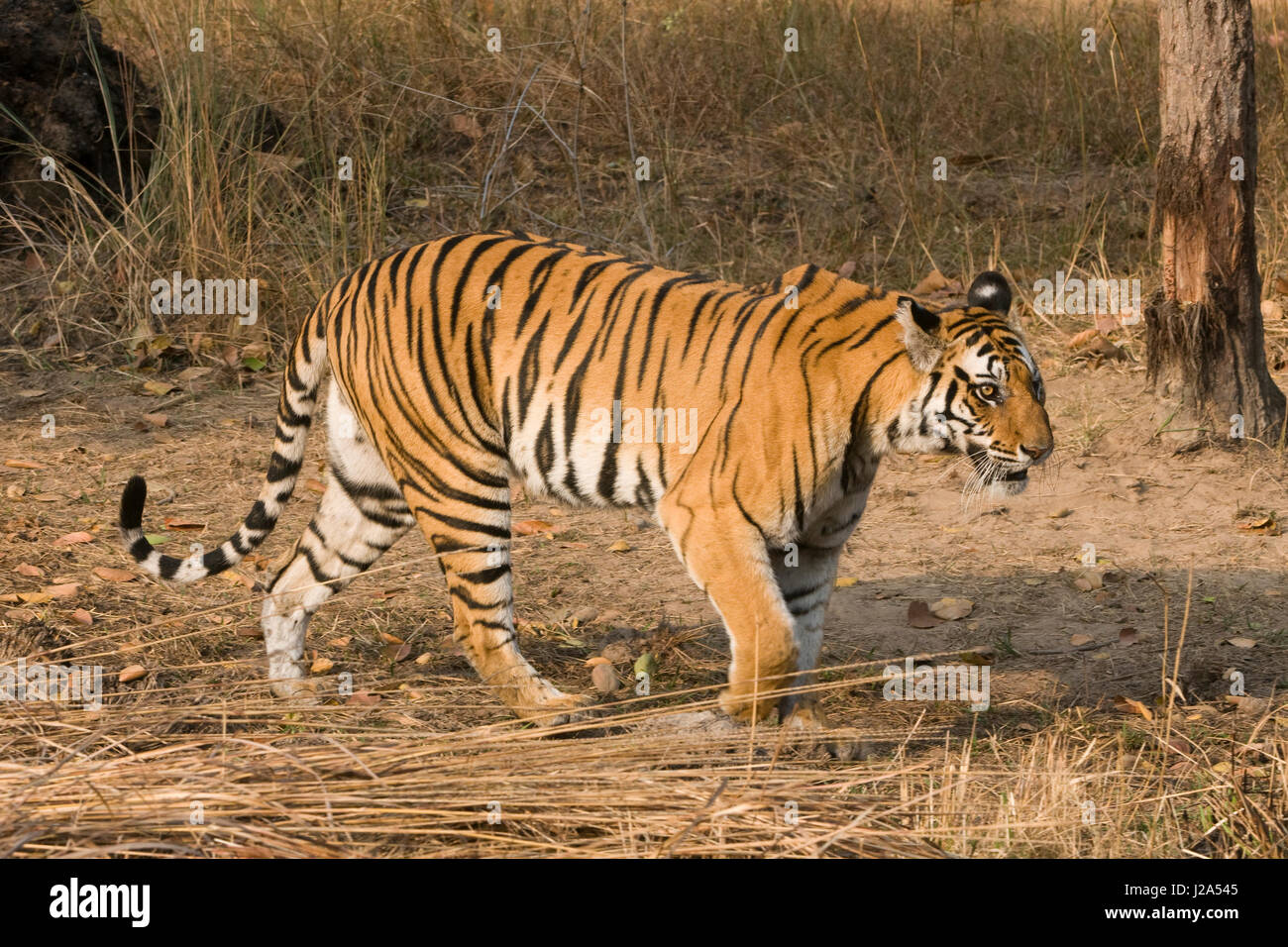 Adult female tiger passing by Stock Photo - Alamy