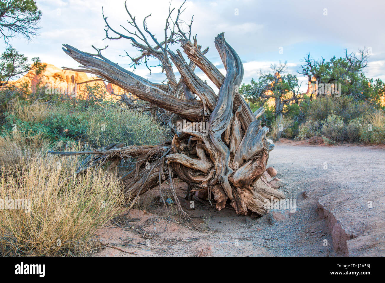 Dried root large tree hi-res stock photography and images - Alamy