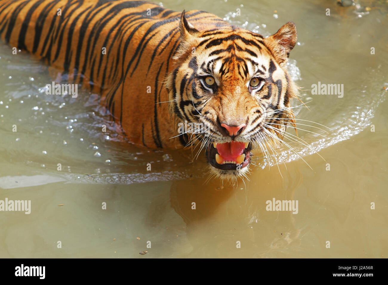 Tiger roar hi-res stock photography and images - Alamy