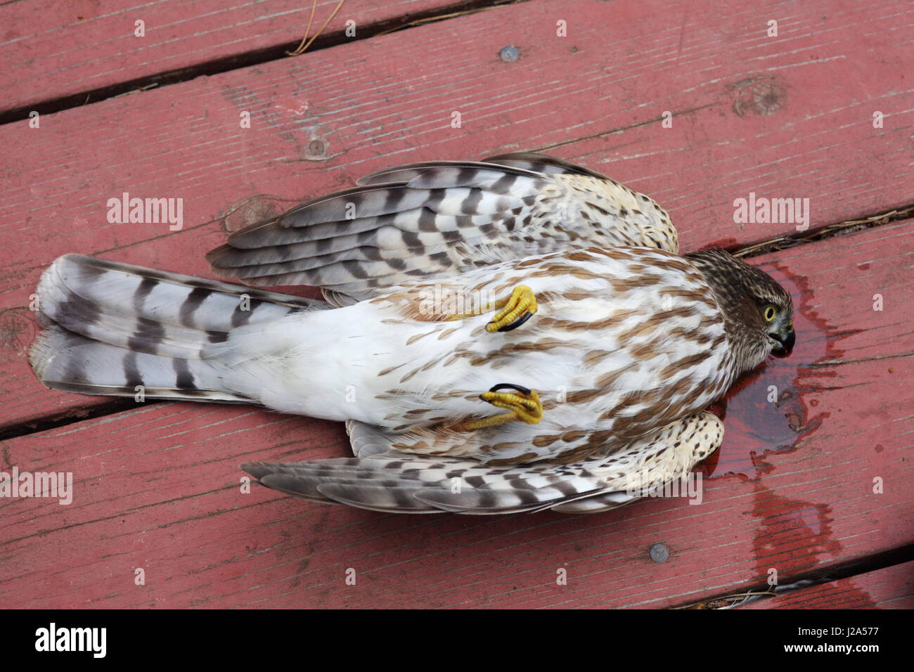 Bird flying into window hi-res stock photography and images - Alamy