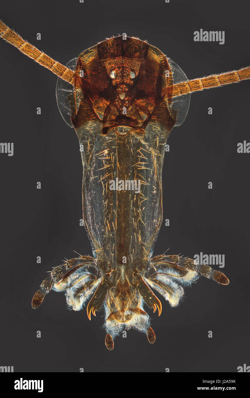 Siphonaptera hi-res stock photography and images - Alamy