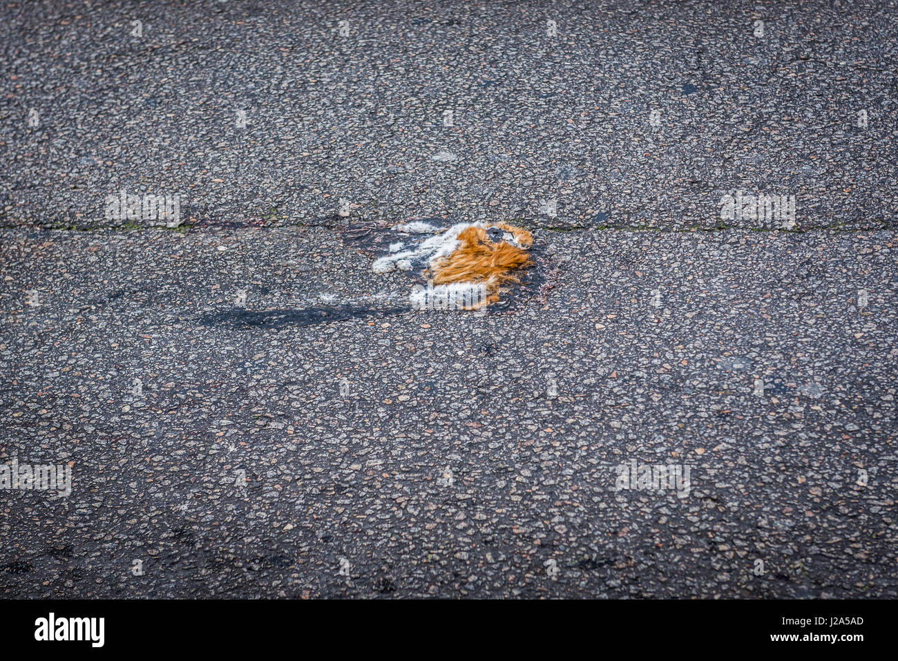 Dead animal on bridge in Porto city, Portugal Stock Photo - Alamy