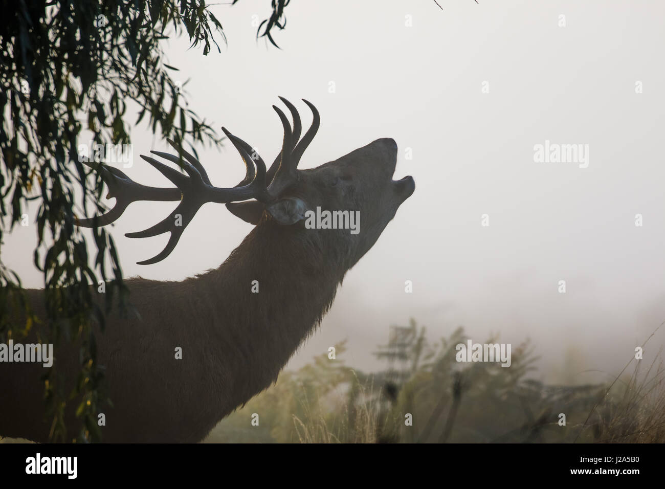Red deer stag bugling hi-res stock photography and images - Alamy