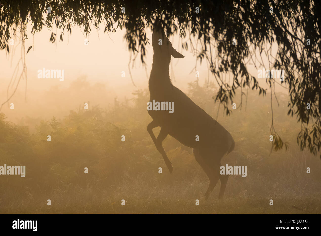 Silhouette red deer doe cervus hi-res stock photography and images - Alamy