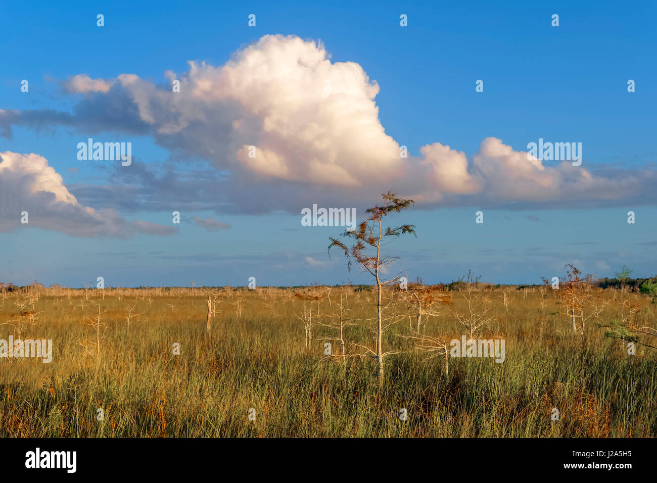 Everglades dwarf hi-res stock photography and images - Alamy