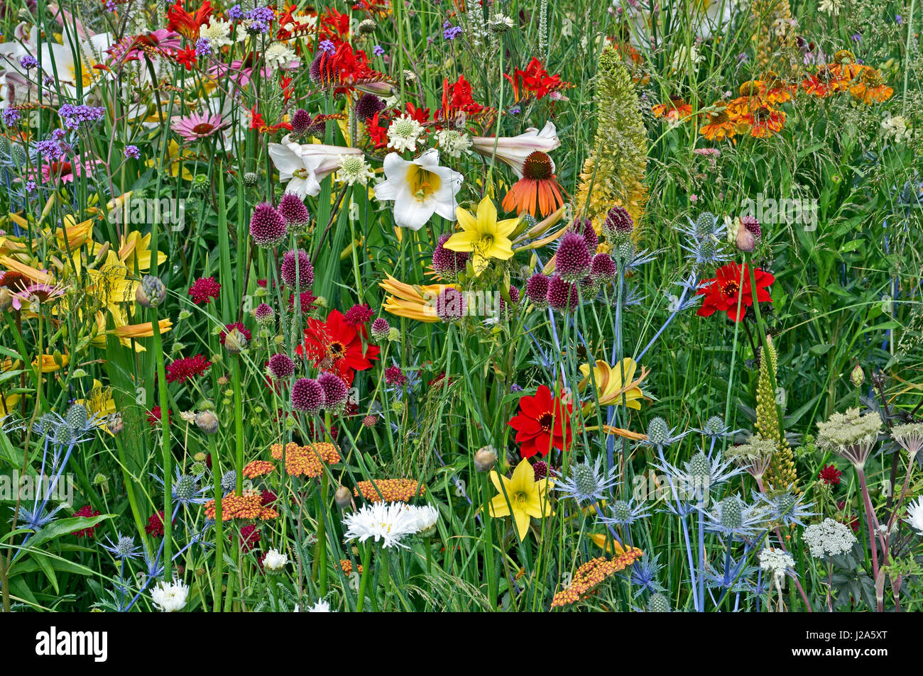 A colourful display of natural and cultivated flowers to create a 'Wild ...