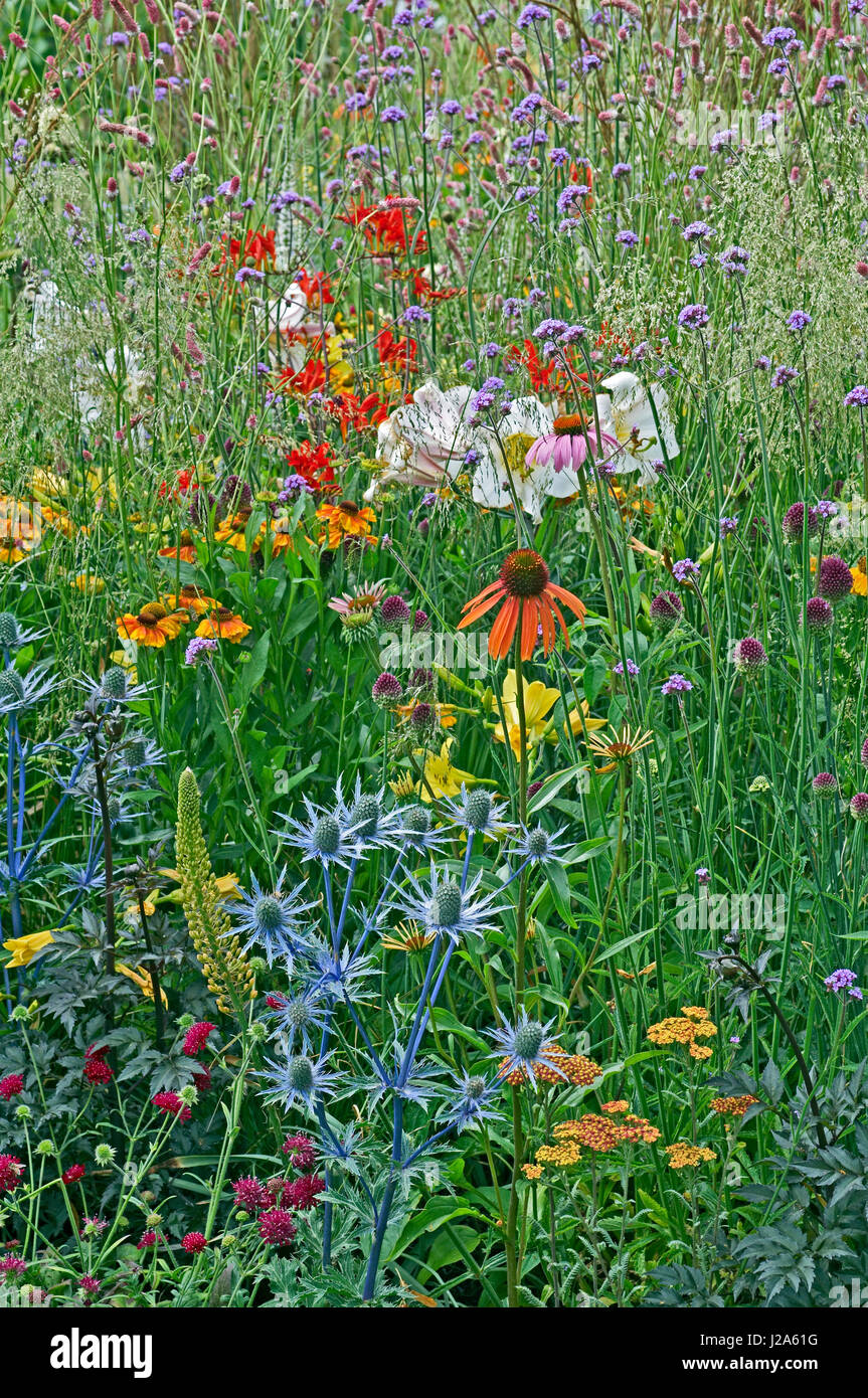A colourful display of natural and cultivated flowers to create a 'Wild ...
