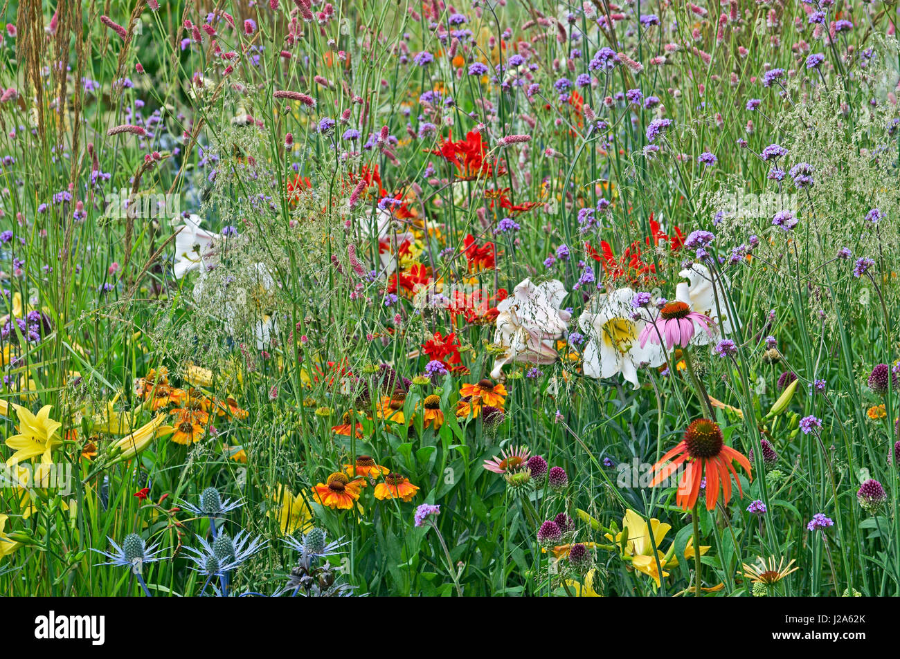 A colourful display of natural and cultivated flowers to create a 'Wild ...