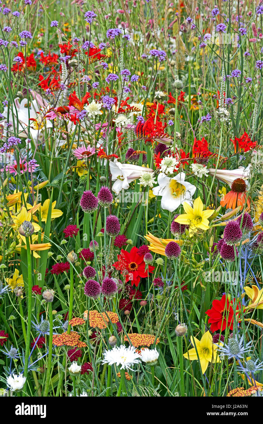 A colourful display of natural and cultivated flowers to create a 'Wild ...
