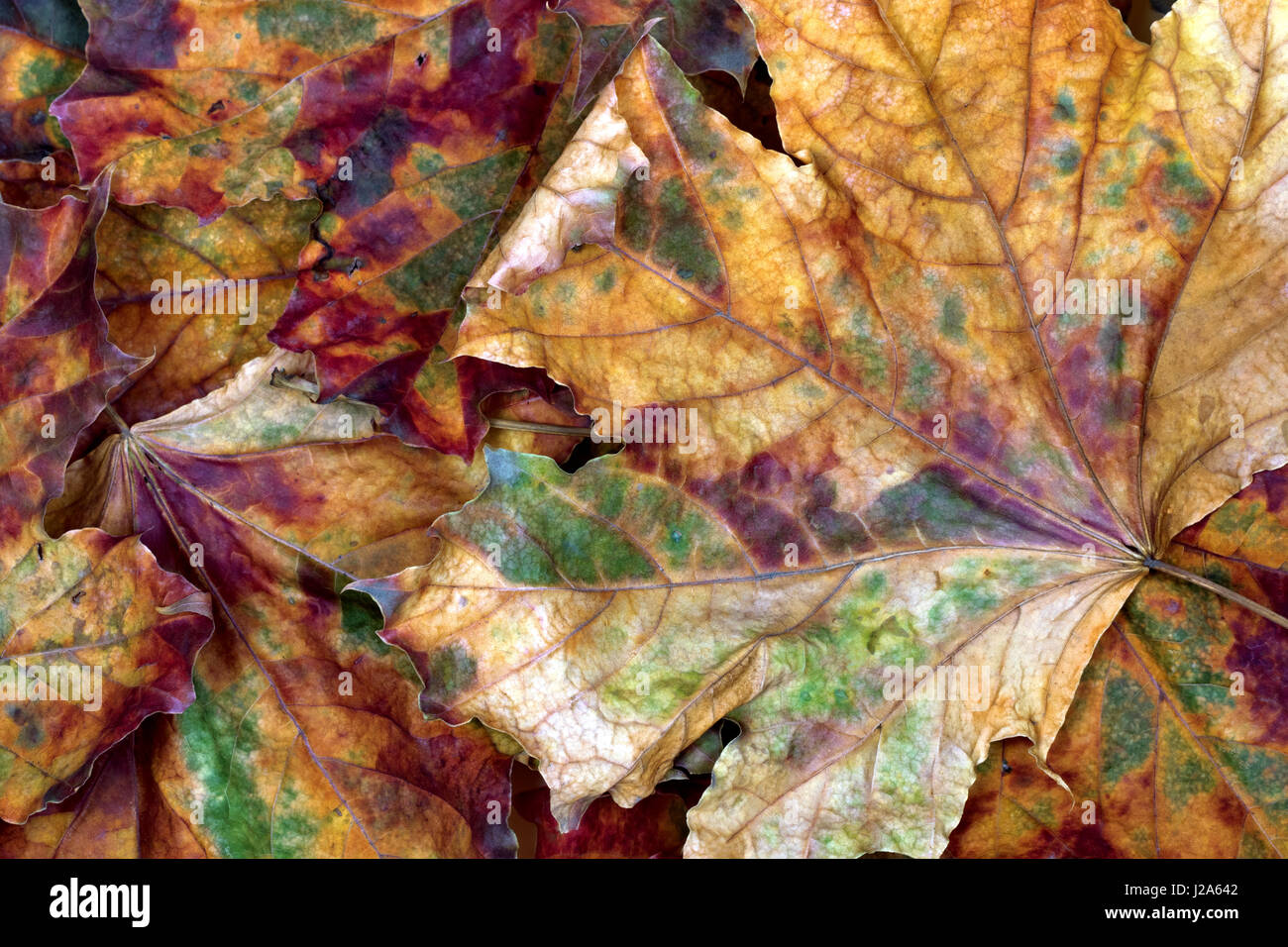 Autumn multicolor dry maple leafs. Nature background Stock Photo - Alamy