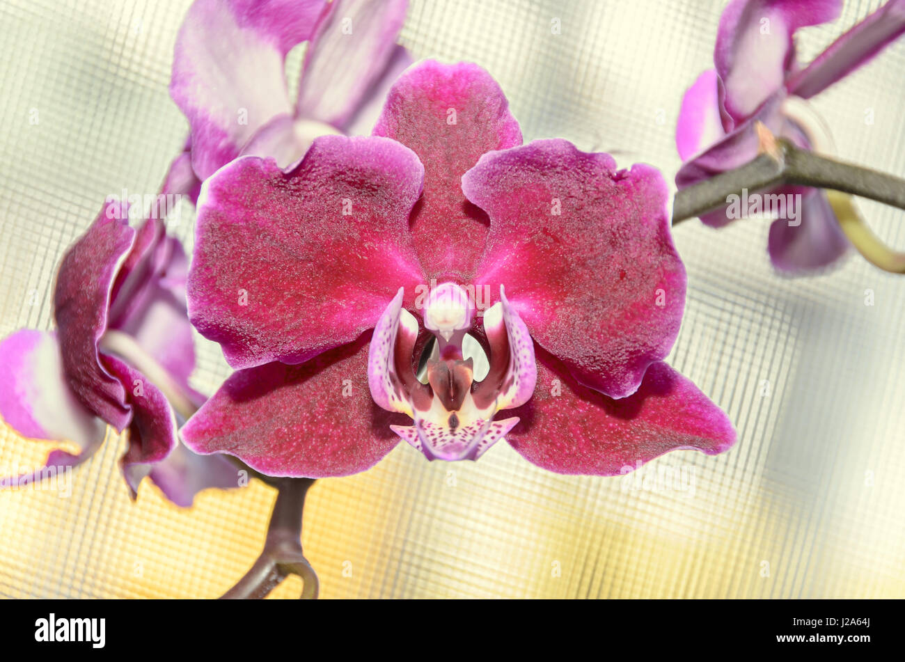 Dark red orchid close up branch flowers, isolated on bokeh background ...