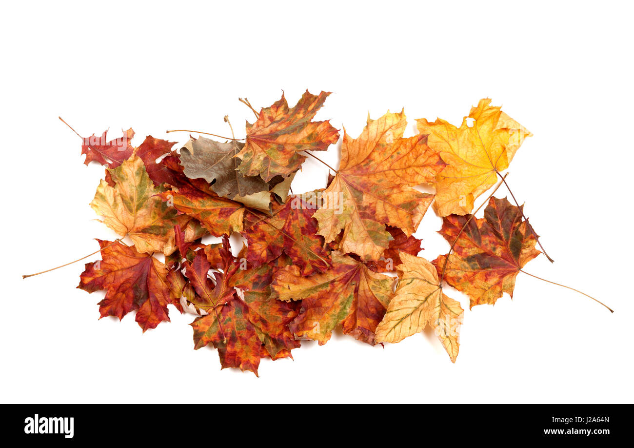 Autumn dried multicolor maple leafs. Isolated on white background. View ...