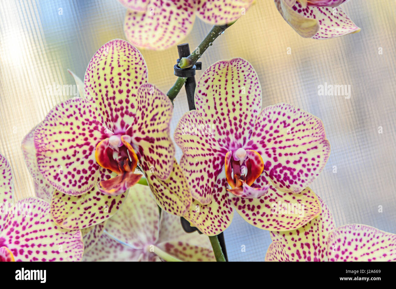 Yellow with red spots orchid close up branch flowers, isolated on bokeh ...