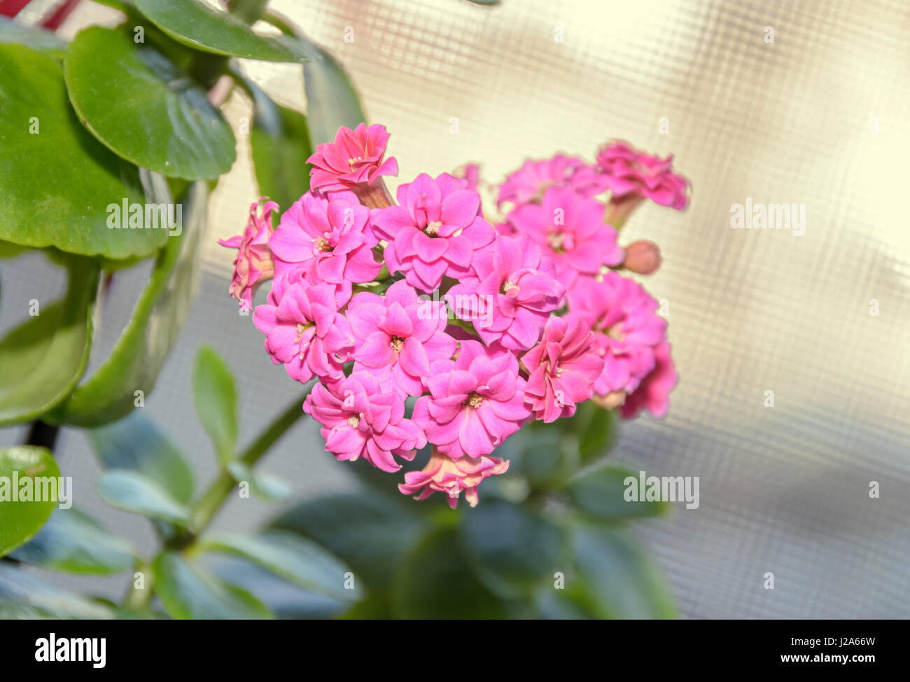 Pink Calandiva flowers, Kalanchoe, family Crassulaceae, close up, bokeh ...