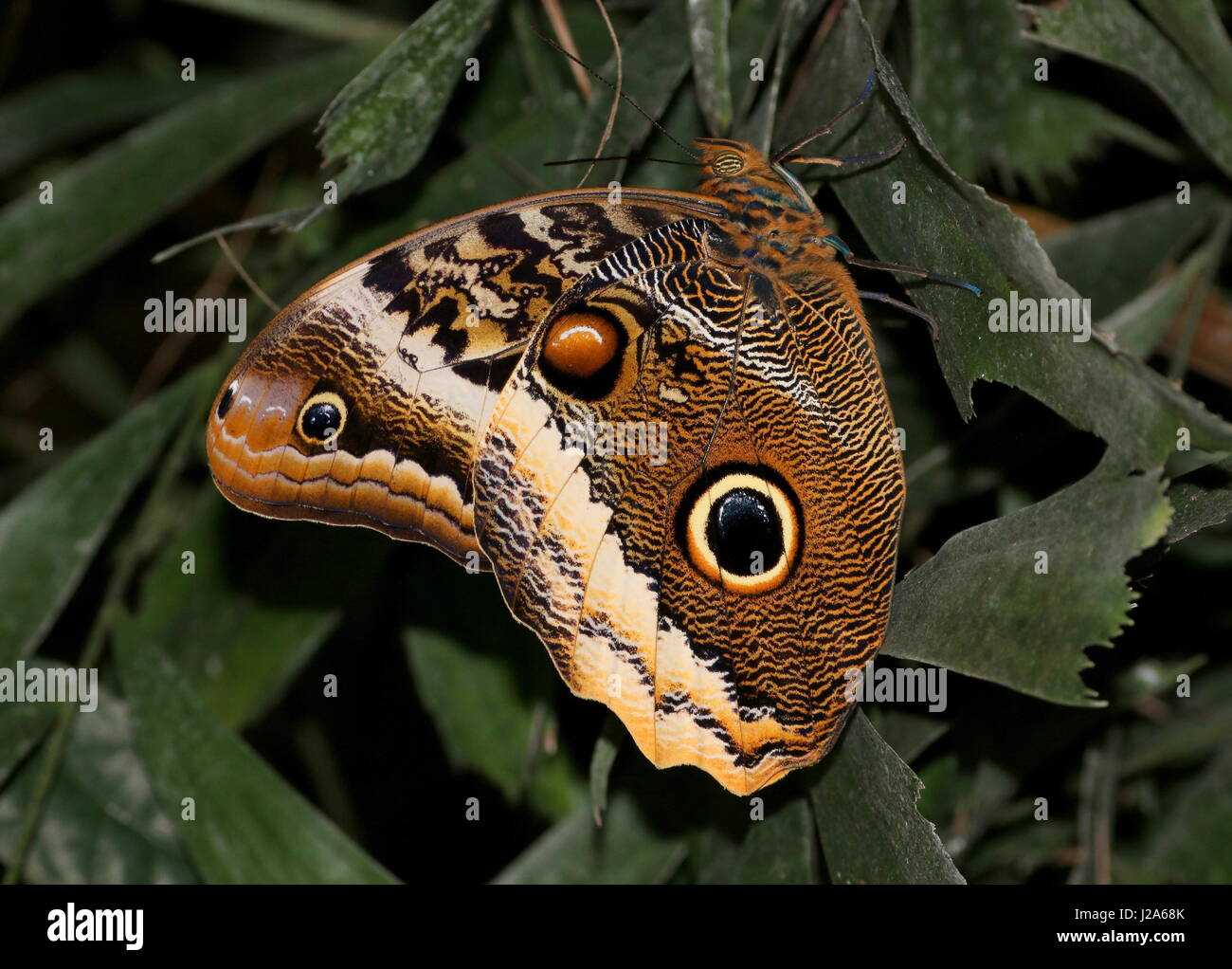 South American Yellow edged Giant Owl butterfly (Caligo atreus). Found ...