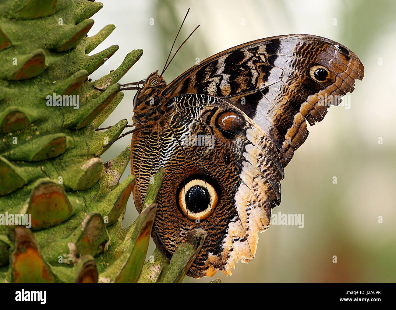 South American Yellow edged Giant Owl butterfly (Caligo atreus). Found ...
