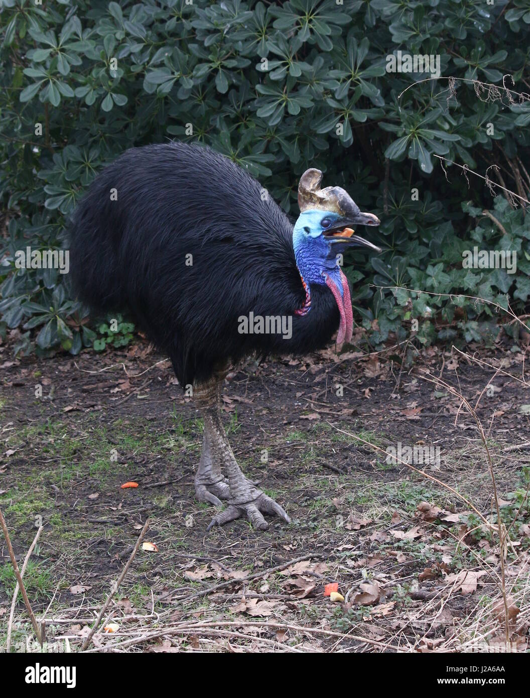 Helm kasuar hi-res stock photography and images - Alamy