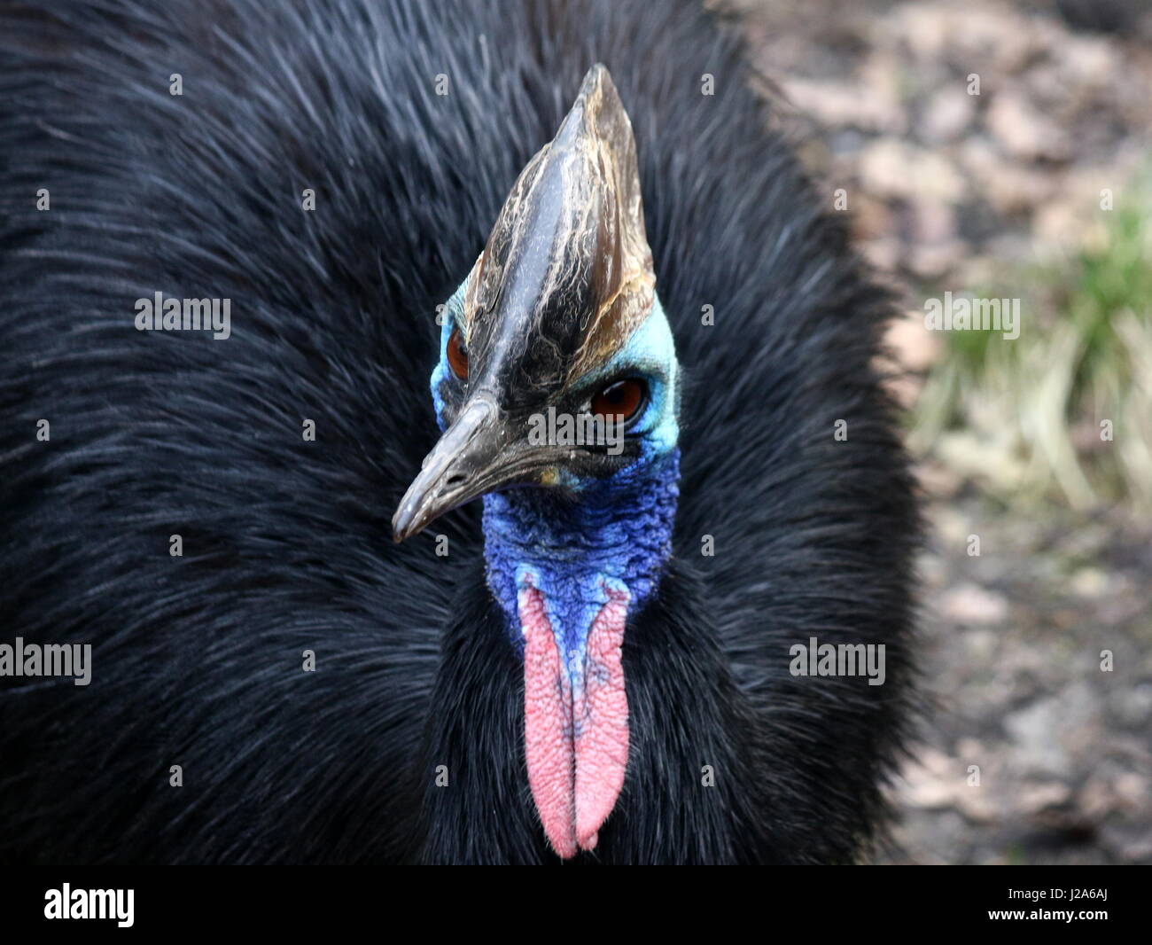 Inquisitive Australian Southern cassowary (Casuarius casuarius) a.k.a ...
