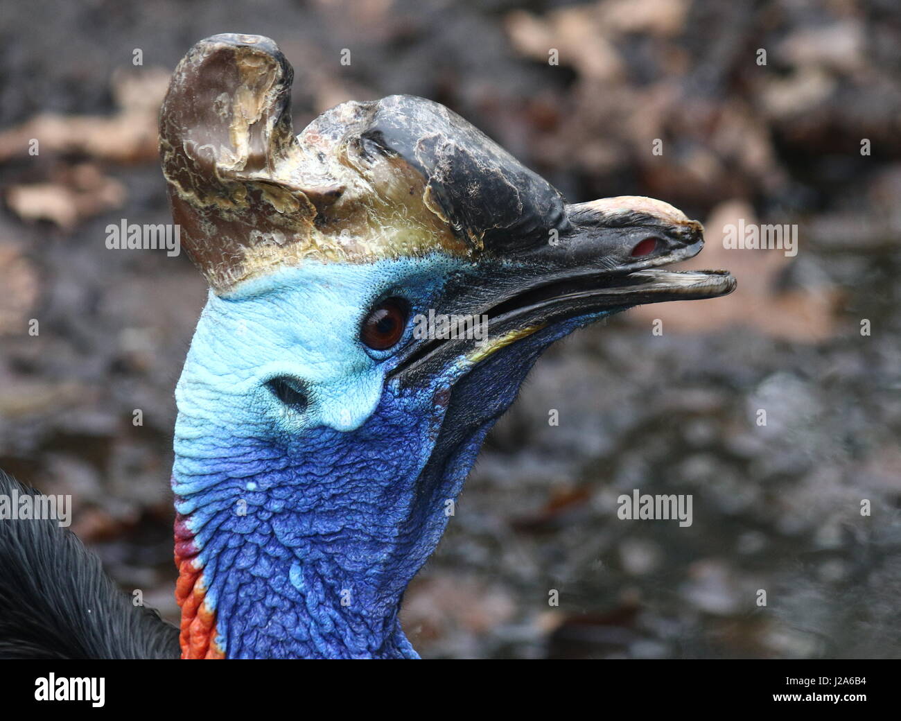 Portrait closeup of a male Australian Southern cassowary (Casuarius ...