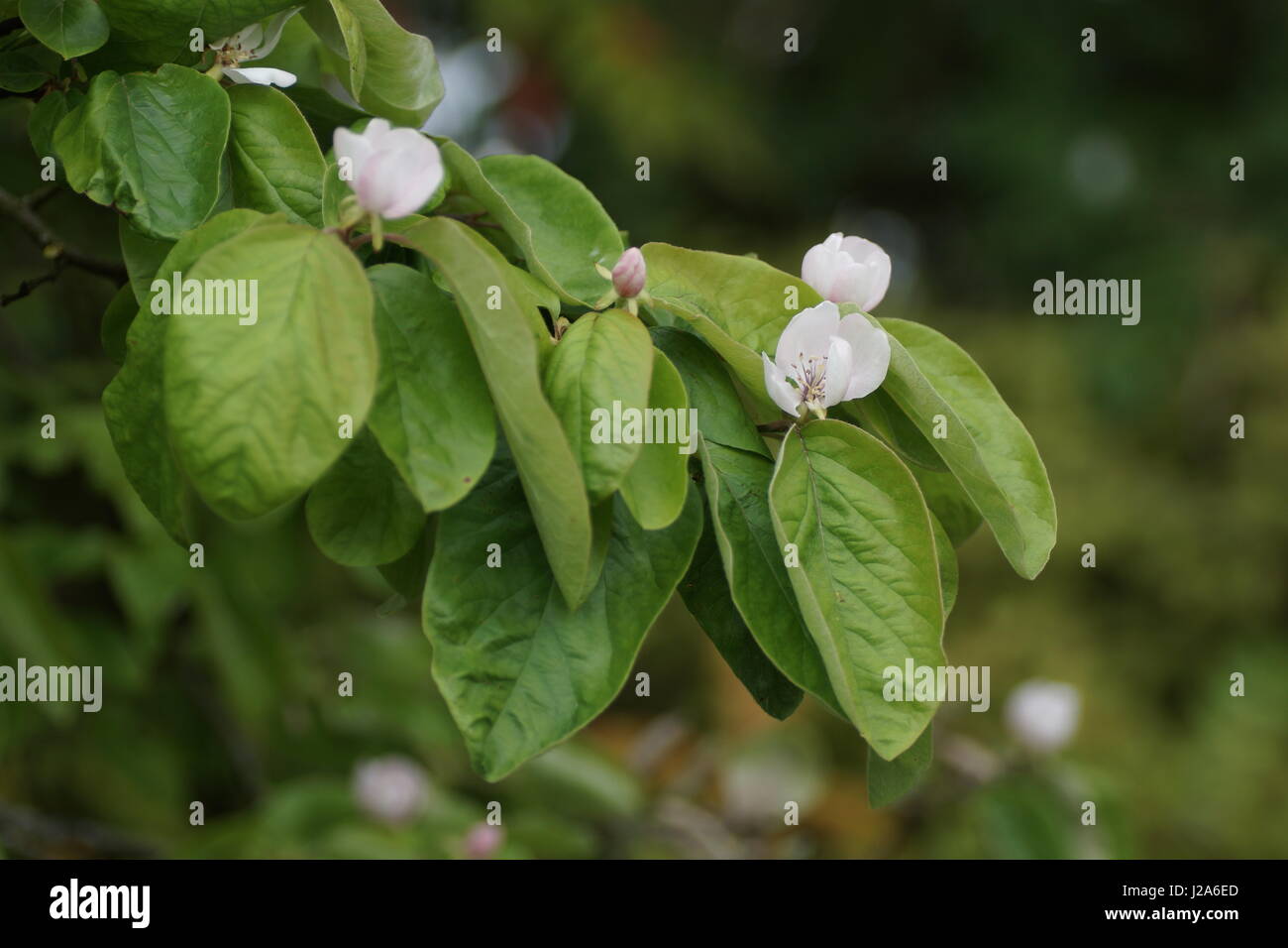 Cydonia oblonga 'Champion' Stock Photo - Alamy