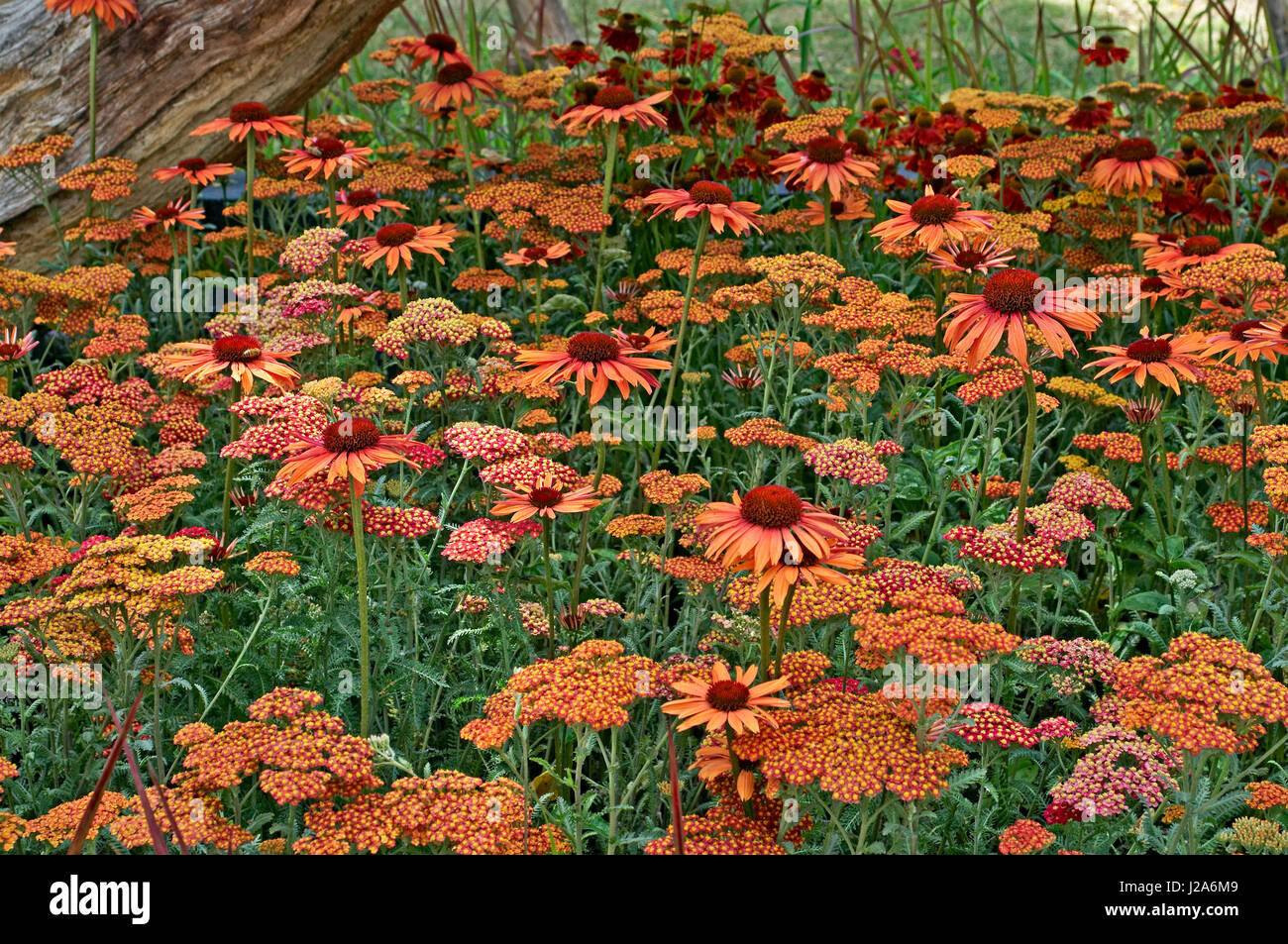 Close up of Achillea 'Paprika' and Echinacea 'Sunset' Stock Photo - Alamy