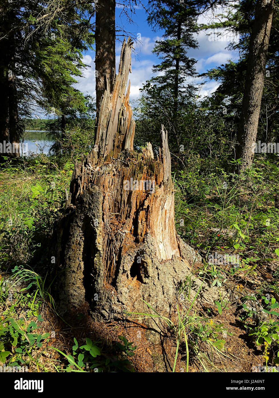 Spruce lake saskatchewan hi-res stock photography and images - Alamy