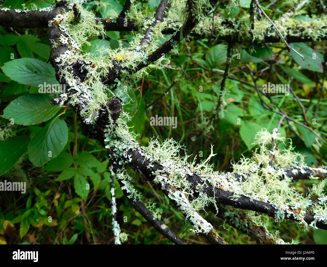 Lichen on a Tree Branch Stock Photo - Alamy