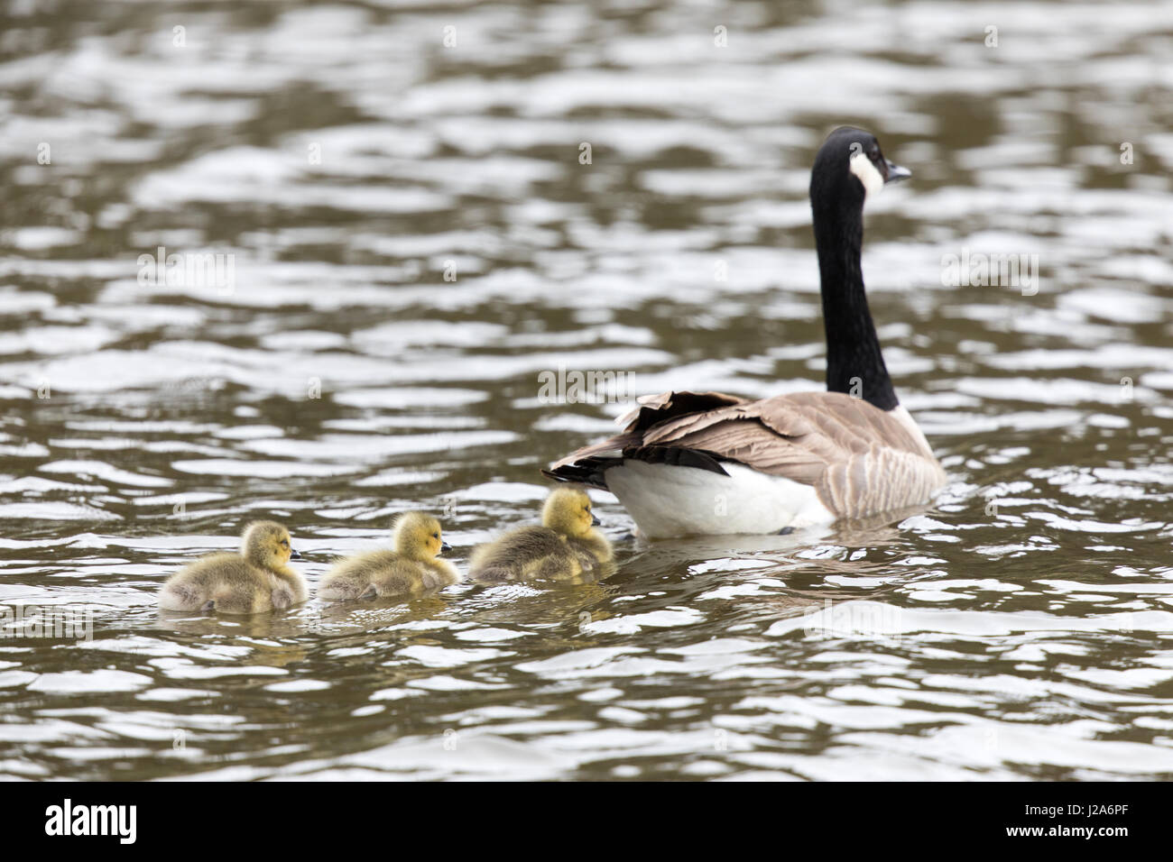 Canada Goose with Goslings (Branta Canadensis) Swimming in style Stock ...