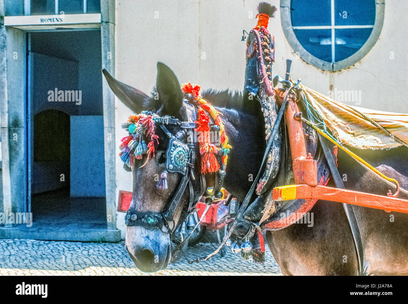 Working donkey with a sun shade and a painted cart on the street in ...