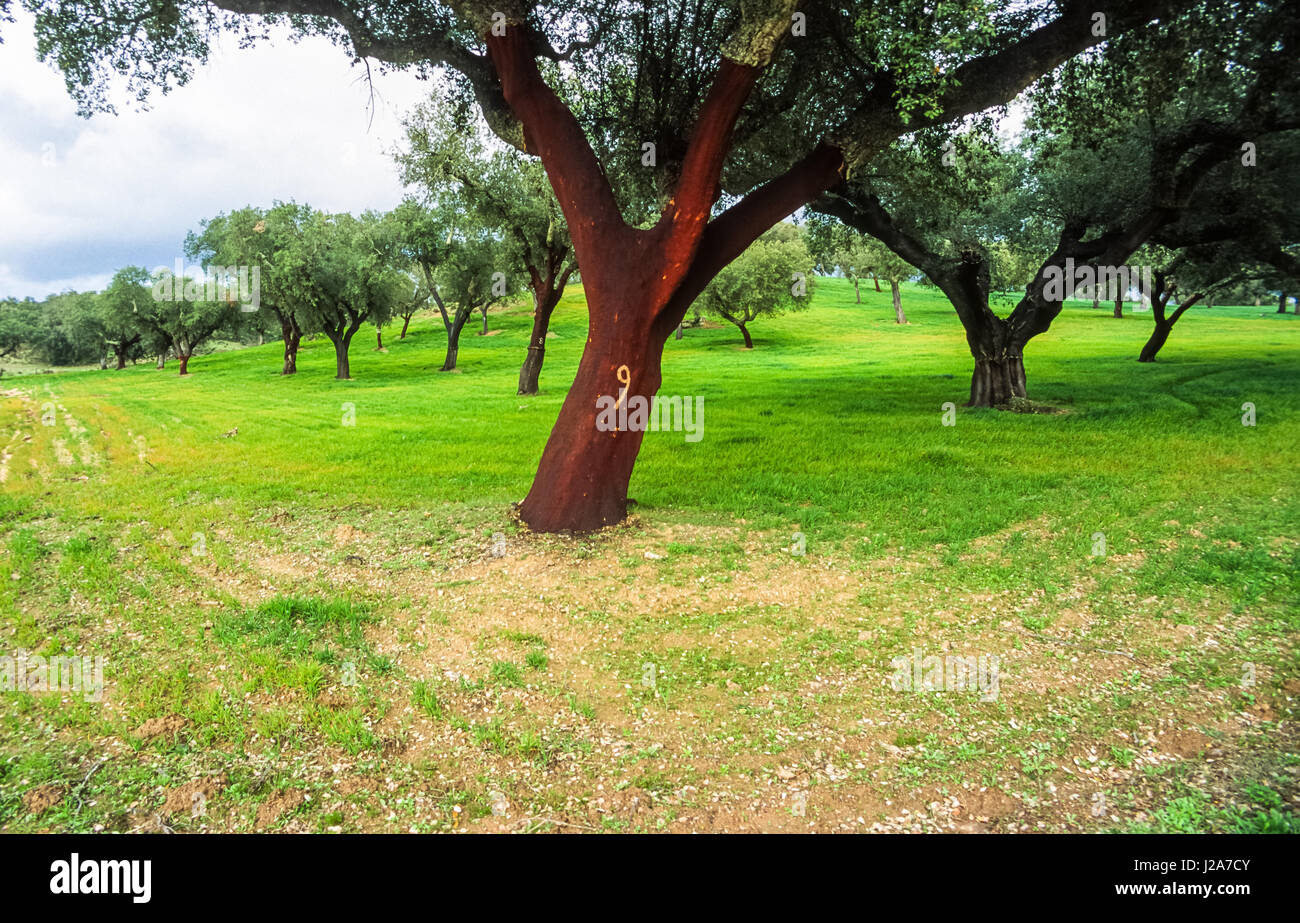 Cork trees with year of last harvest Stock Photo - Alamy