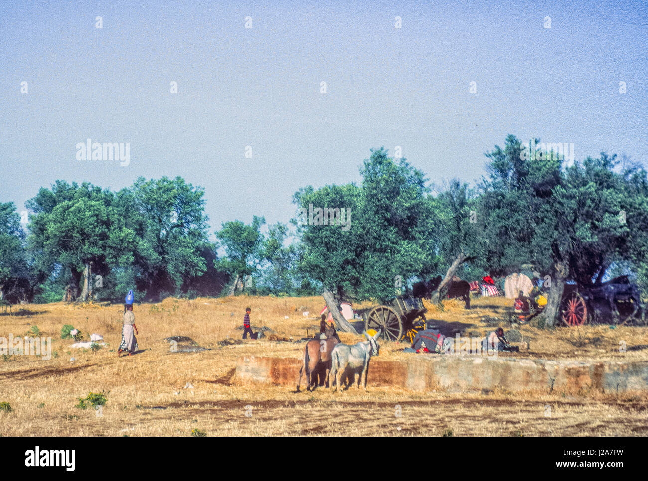 Gypsy donkey hi-res stock photography and images - Alamy