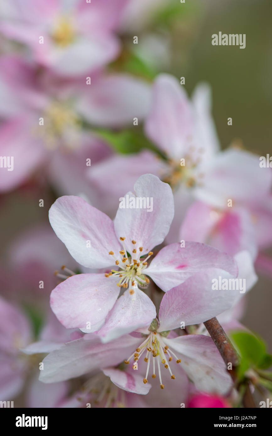 Blooming Flowers on Crabapple Tree in Spring Vertical Stock Photo - Alamy