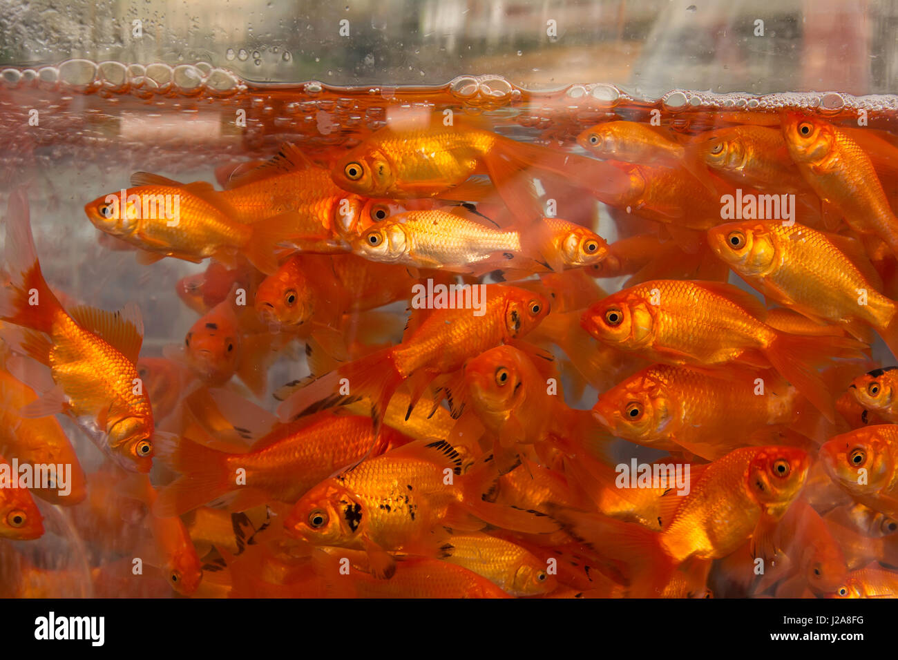 Overpopulated animals hi-res stock photography and images - Alamy