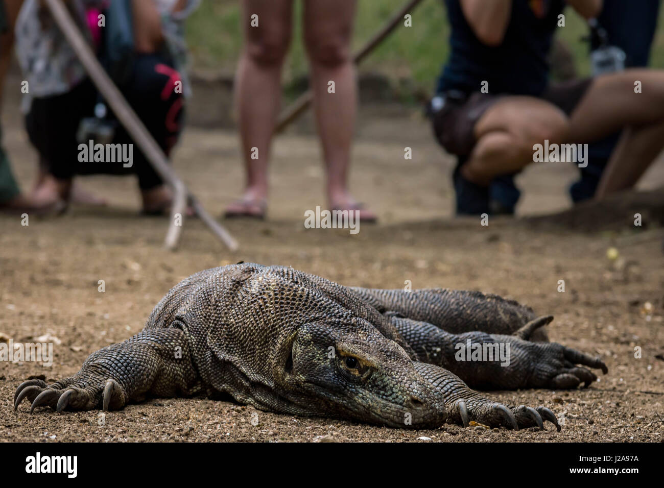 An adult Komodo dragon posing for photos on Rinca Islandin Komodo National Park (Indonesia Stock ...