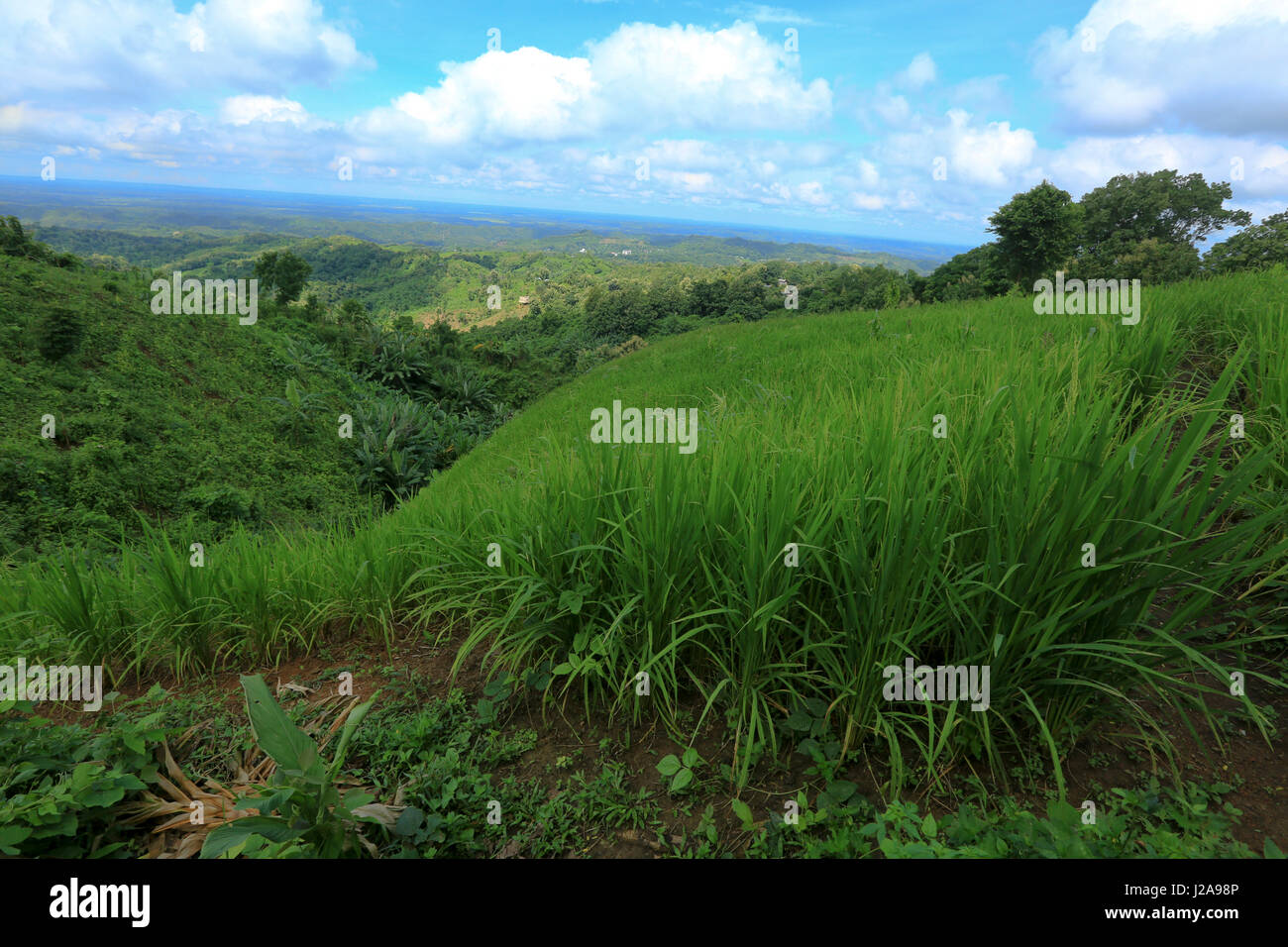 Jhum cultivation on the top of the hills in Bandarban, Bangladesh Stock ...