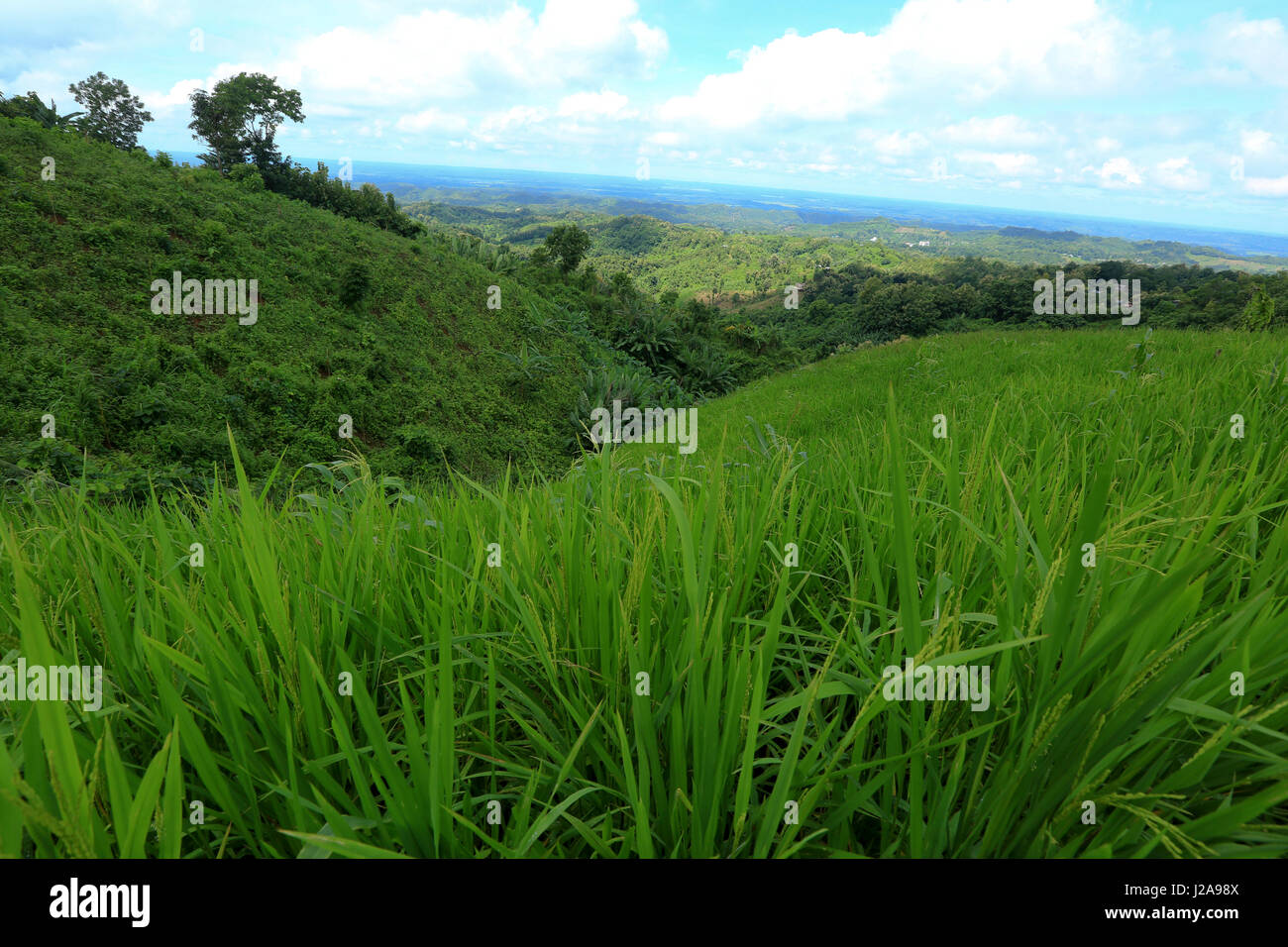 Jhum cultivation on the top of the hills in Bandarban, Bangladesh Stock ...