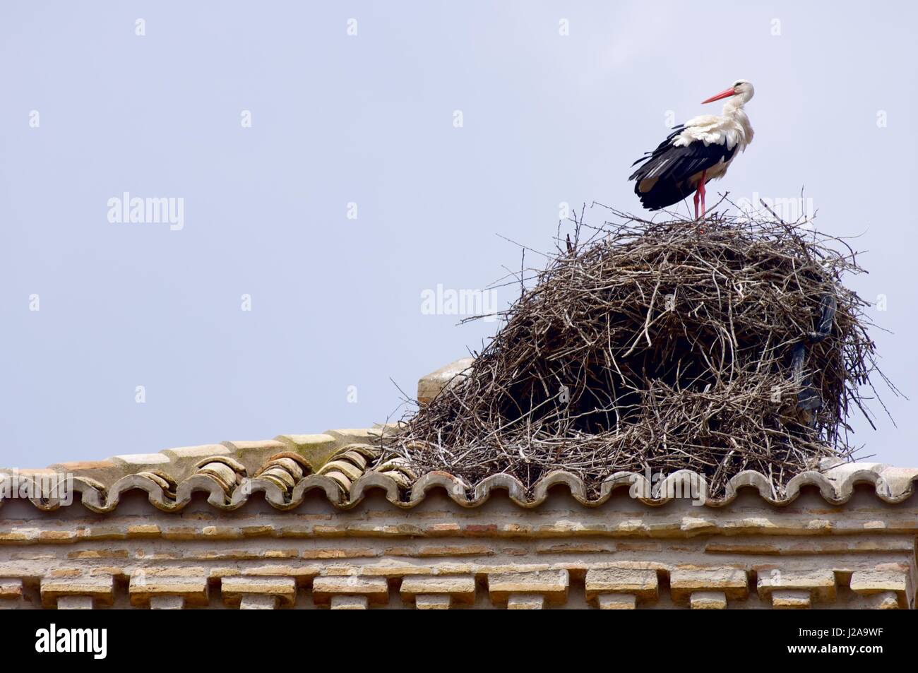 lone white stork in its nest Stock Photo - Alamy