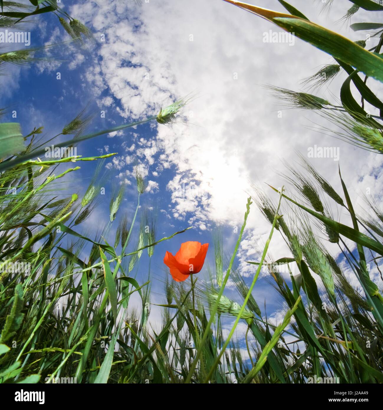vision of an ant in a meadow Stock Photo - Alamy