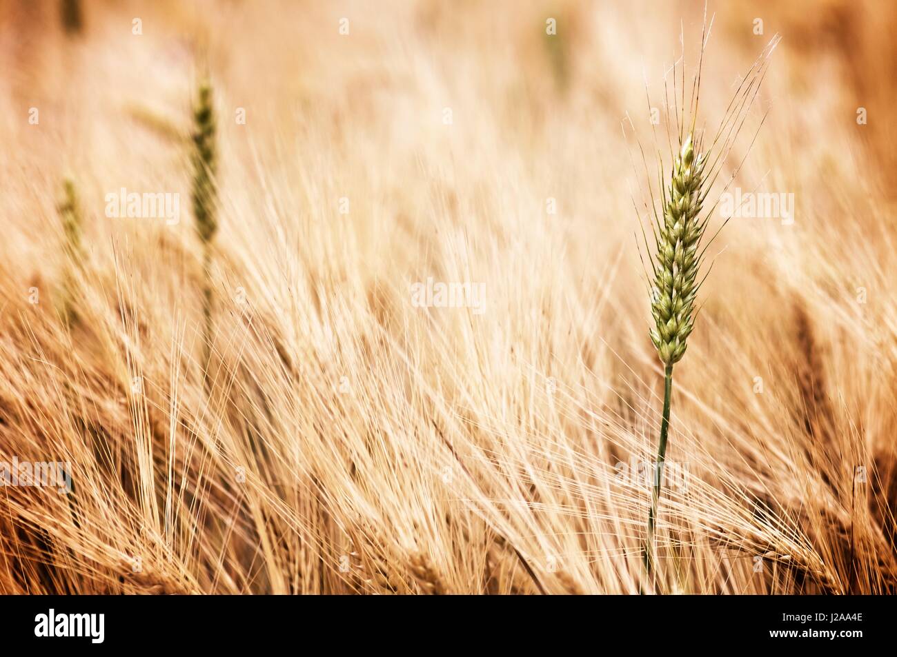 Field of corn blowing in the wind Stock Photo - Alamy