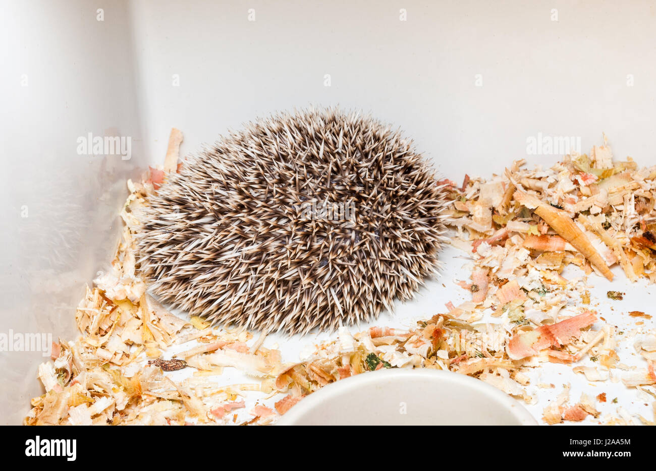 Atelerix frontalis hi-res stock photography and images - Alamy