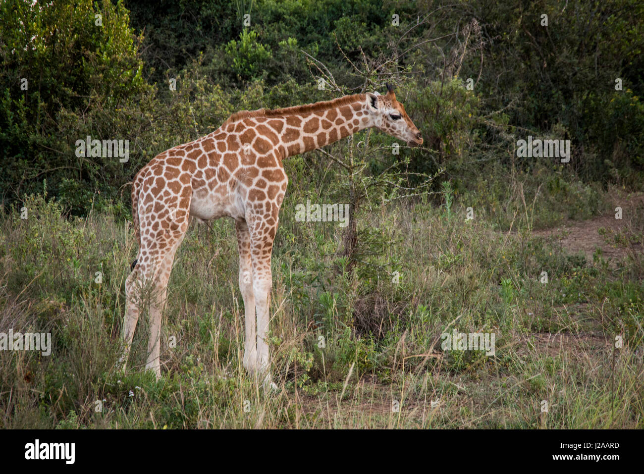 East Africa, Kenya, Nairobi, Langata, Hog Ranch (Large format sizes ...
