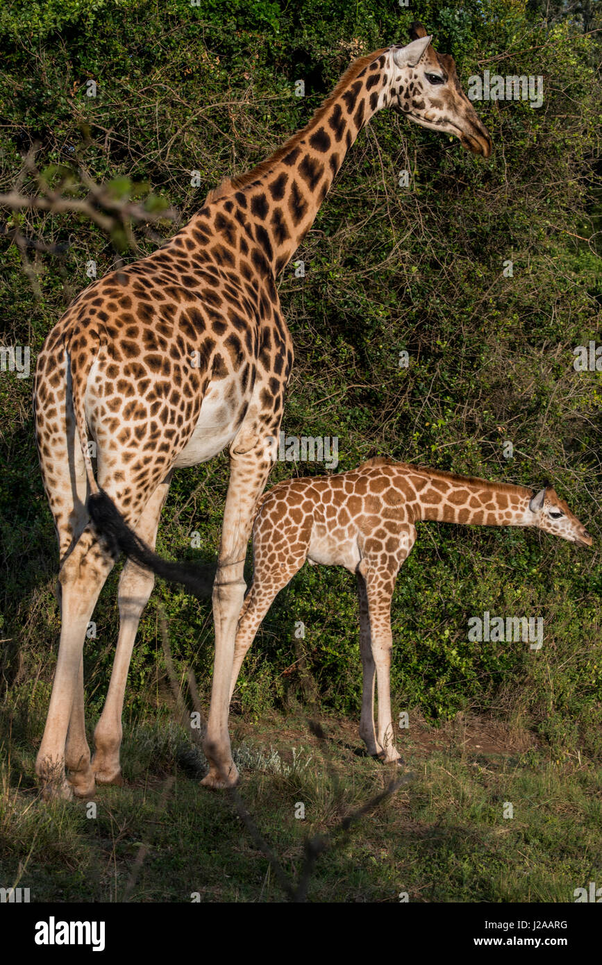 East Africa, Kenya, Nairobi, Langata, Hog Ranch (Large format sizes ...