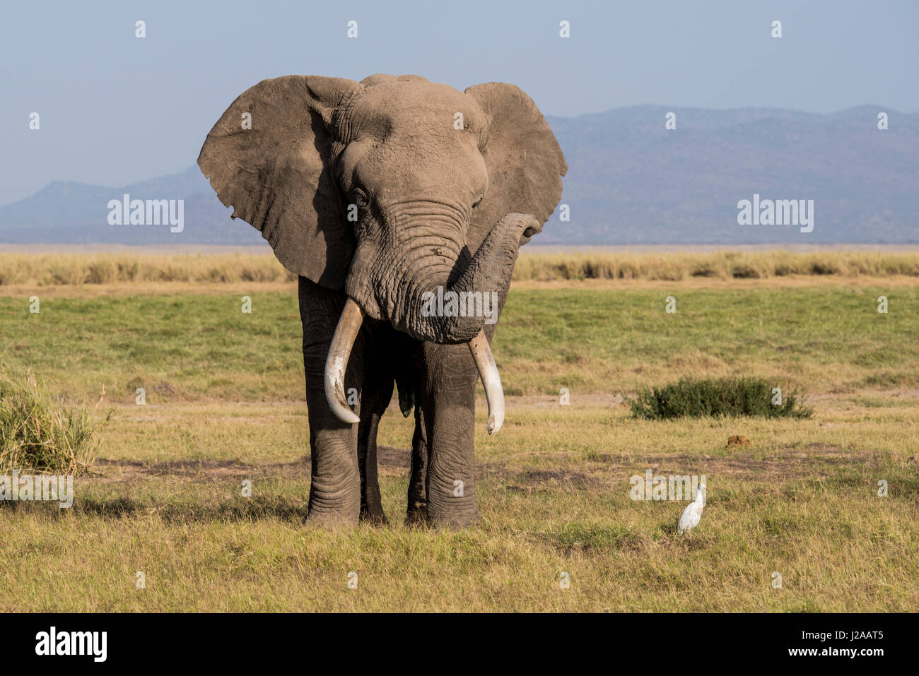 East Africa, Kenya, Amboseli National Park, elephant (Loxodanta ...