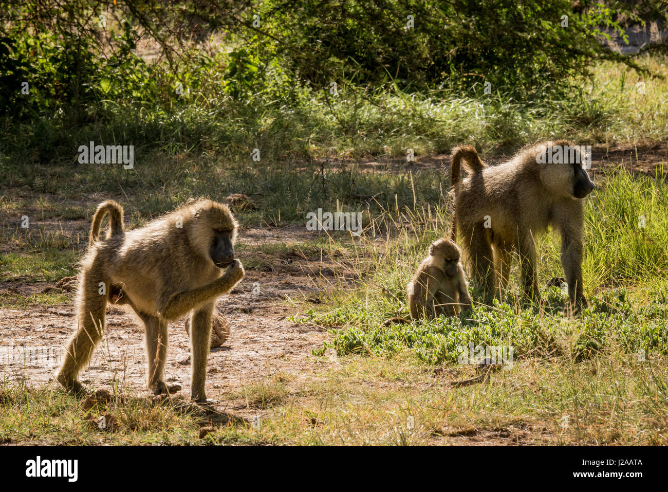 East Africa, Kenya, Amboseli National Park, Yellow baboon (Papio cynocephalus Stock Photo - Alamy
