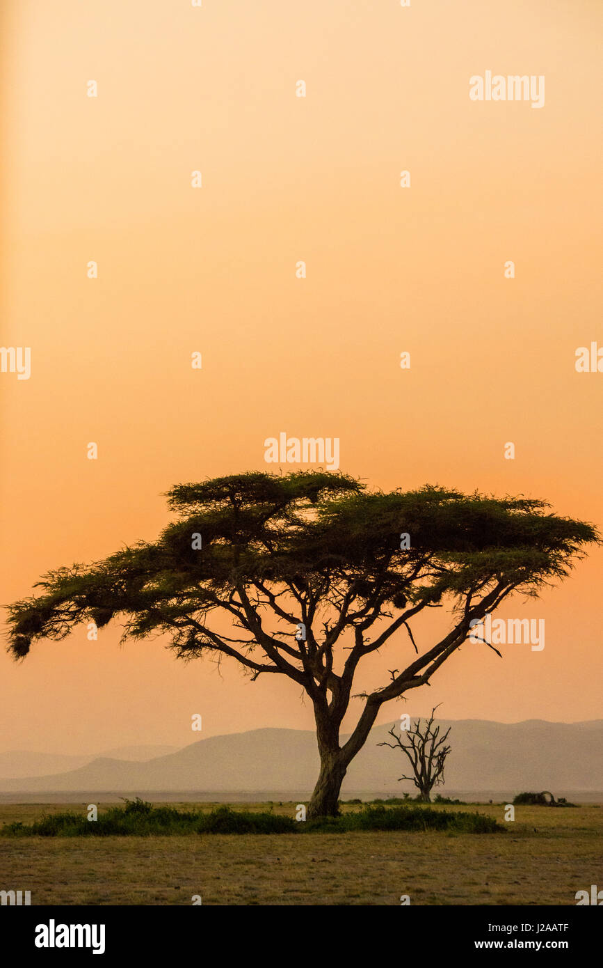 East Africa, Kenya, Amboseli National Park, sunset, acacia tree with ...