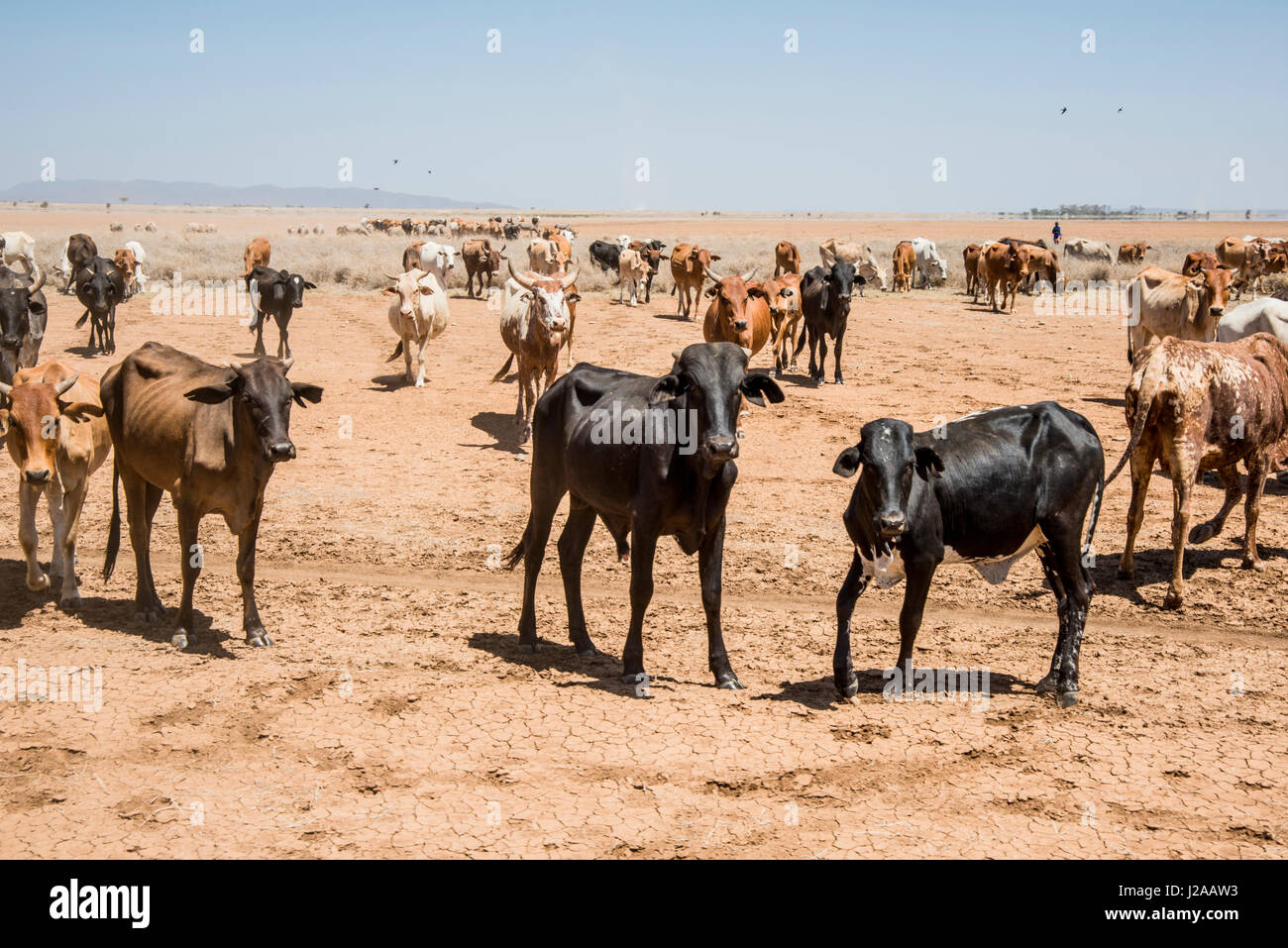East Africa, Kenya, outside Amboseli National Park, Maasai cattle ...