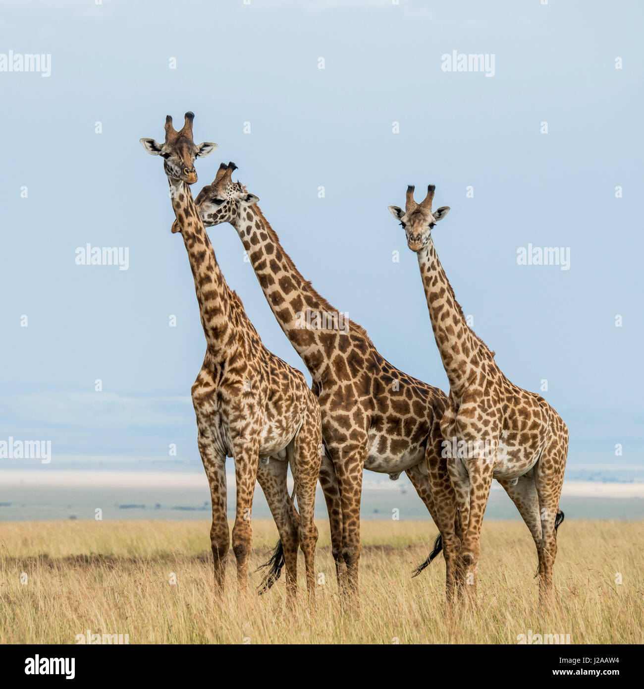 East Africa, Kenya, Maasai Mara National Reserve, Mara Conservancy ...