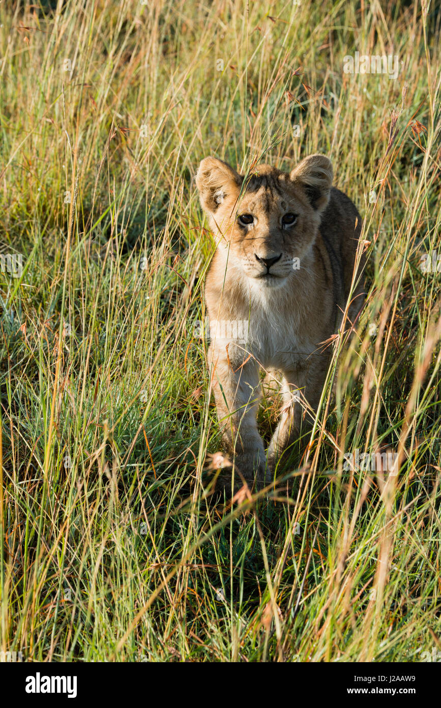 East Africa, Kenya, Maasai Mara National Reserve, Mara Conservancy ...